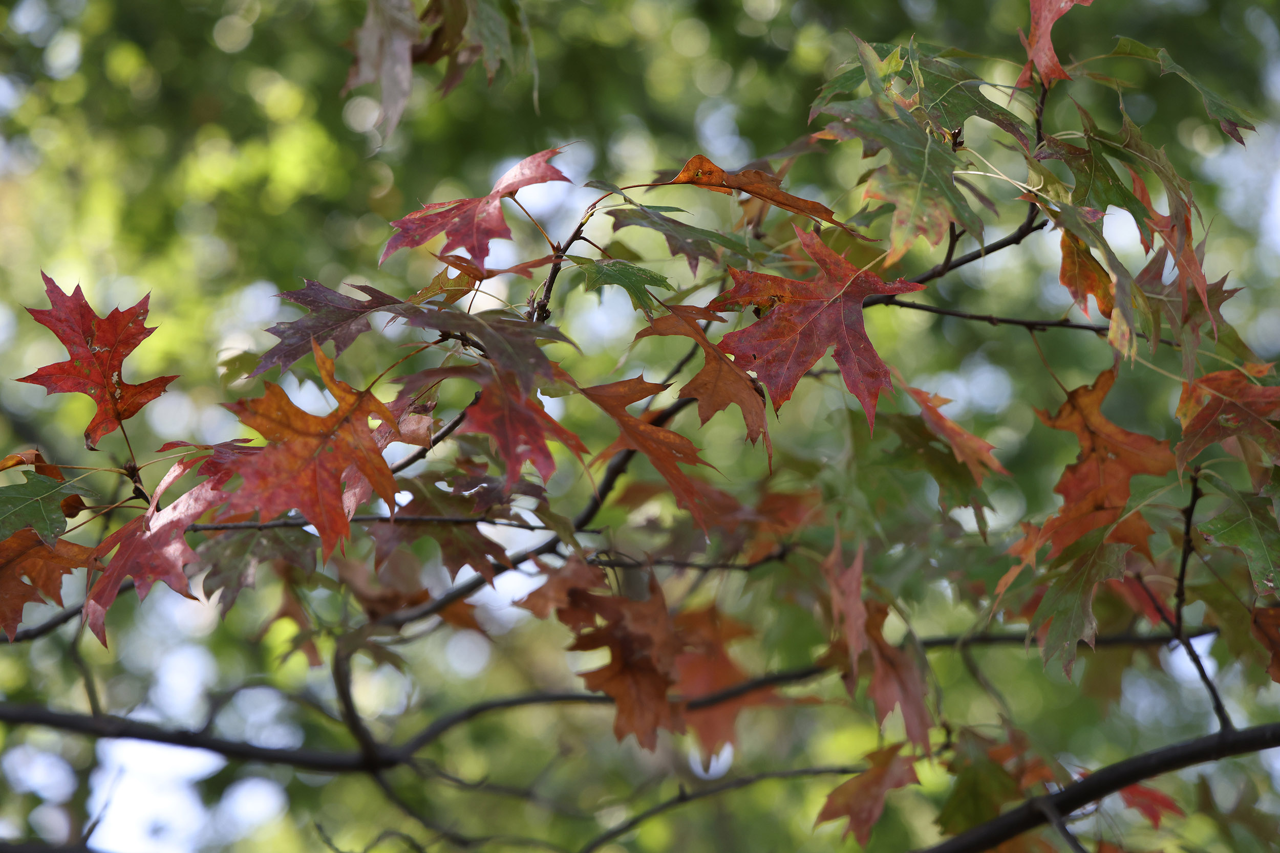 Discover fall festivals and community events in Cleveland
