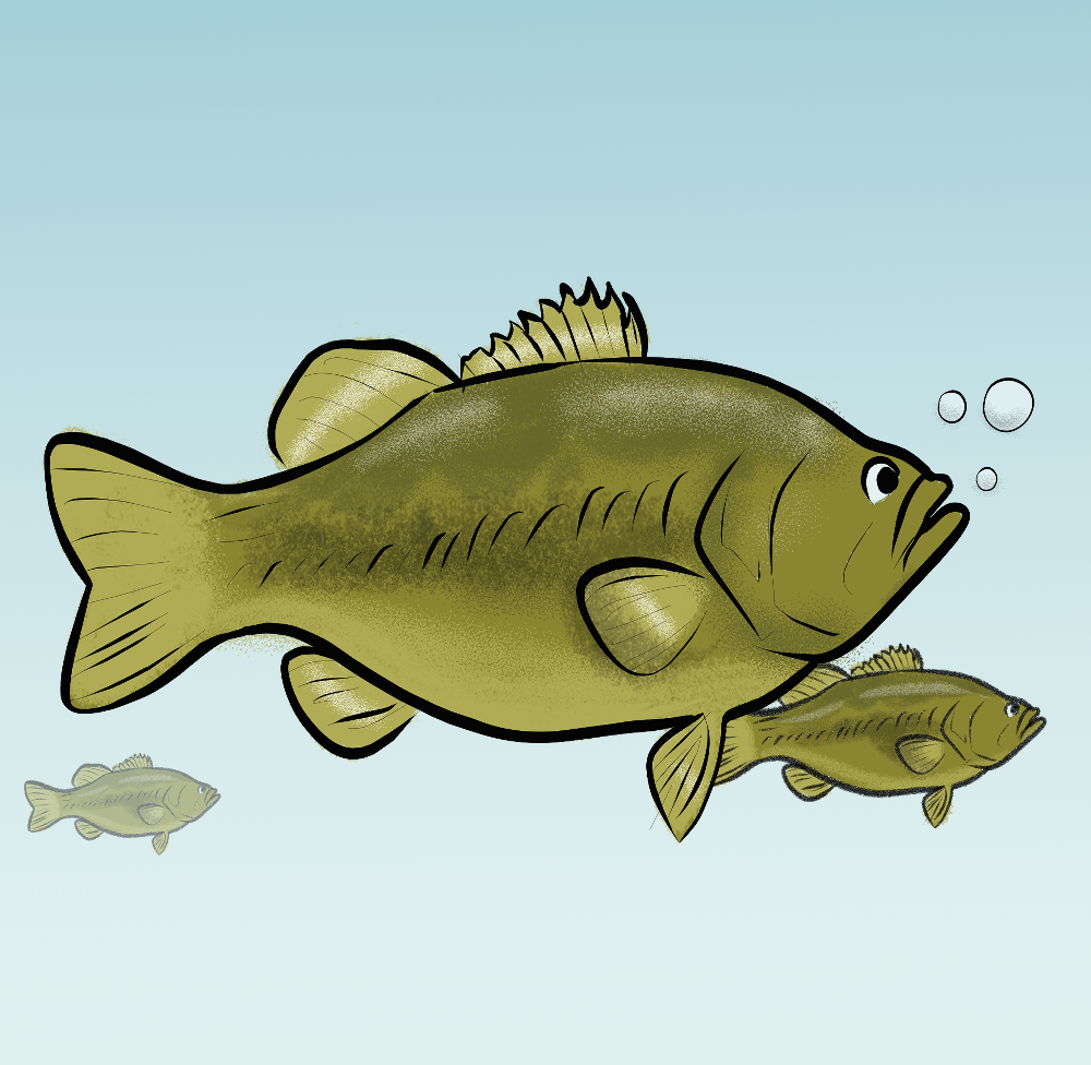 THREE FISH - Signal Cleveland