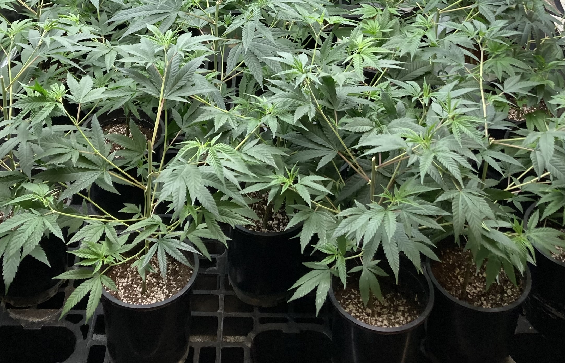Ohio Senate passes revised marijuana bill on eve of legalization