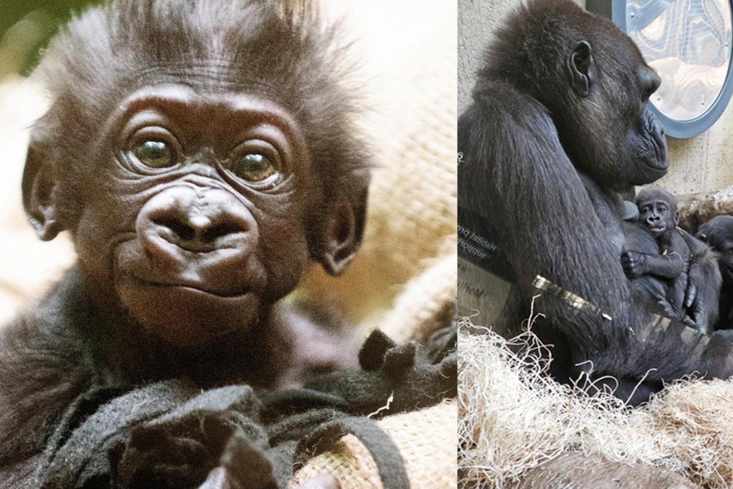 Cleveland Zoo gives update on new home for primates