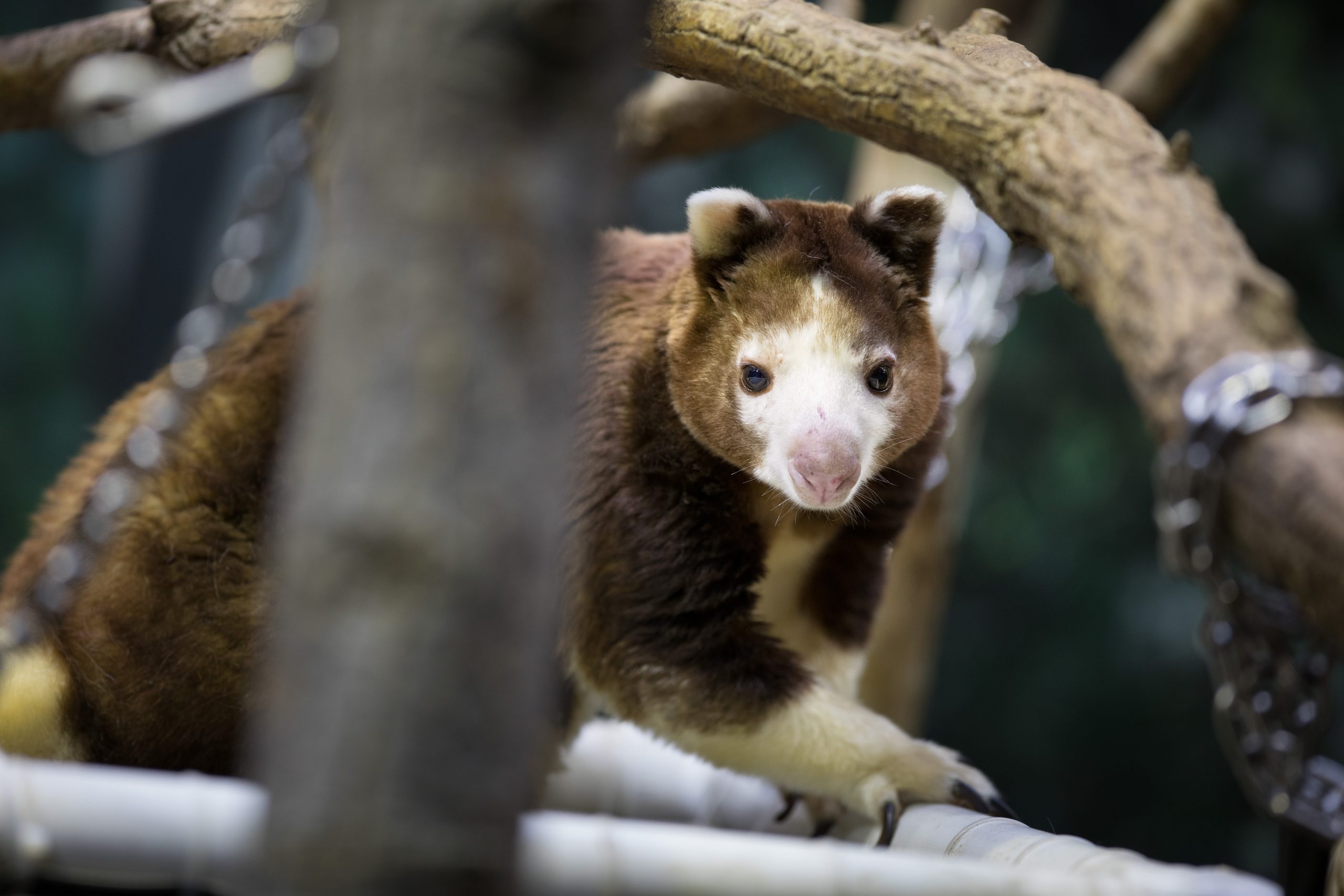 Tree Kangaroos the focus of Cleveland Metroparks Zoo research