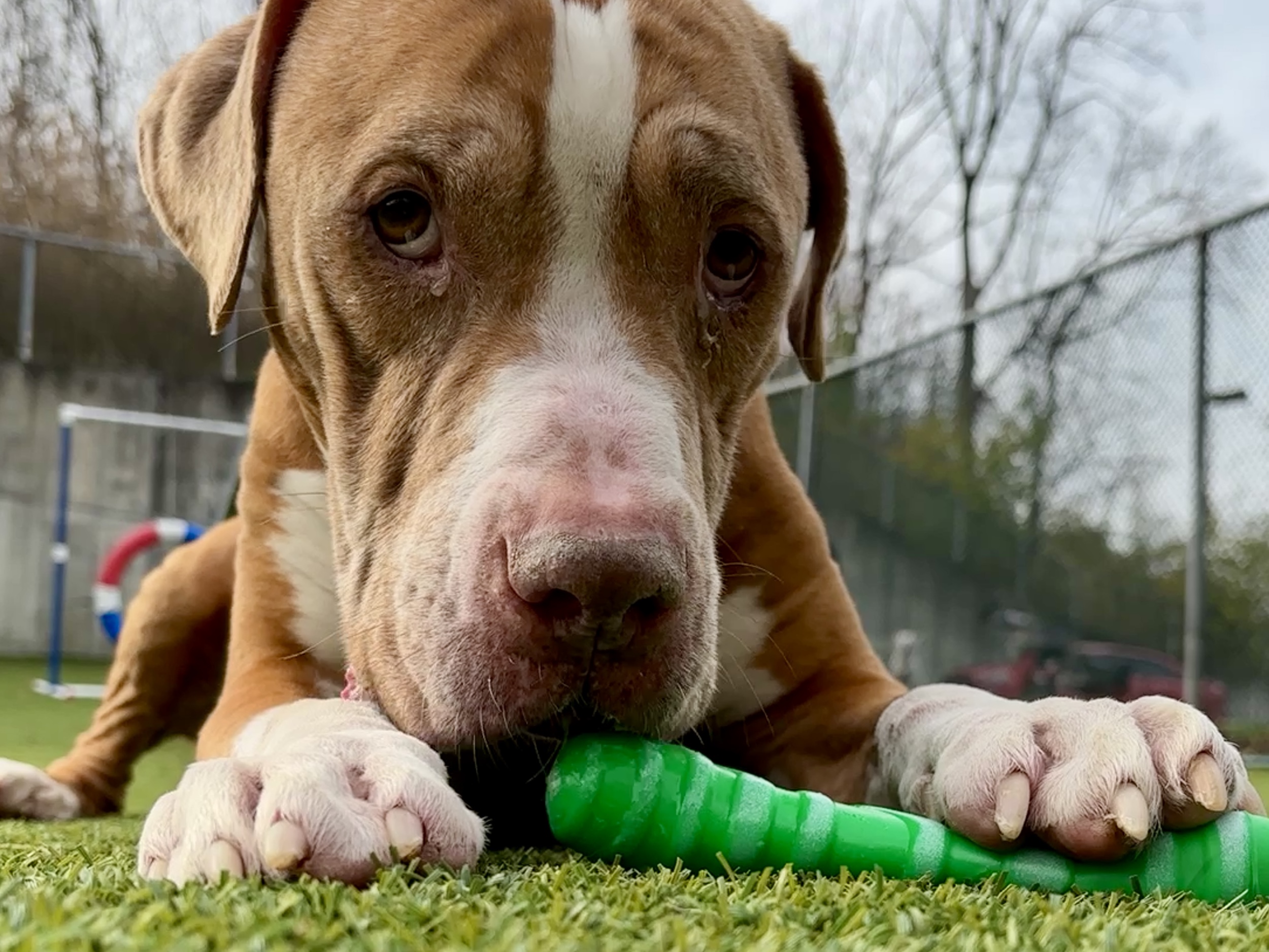 It’s been a ruff year for dogs in Northeast Ohio shelters